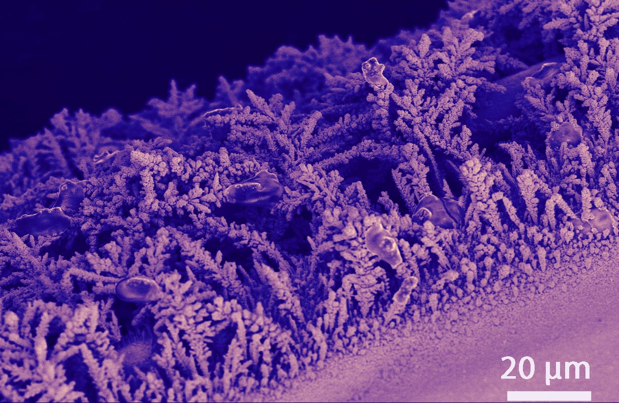 SEM Image Gallery